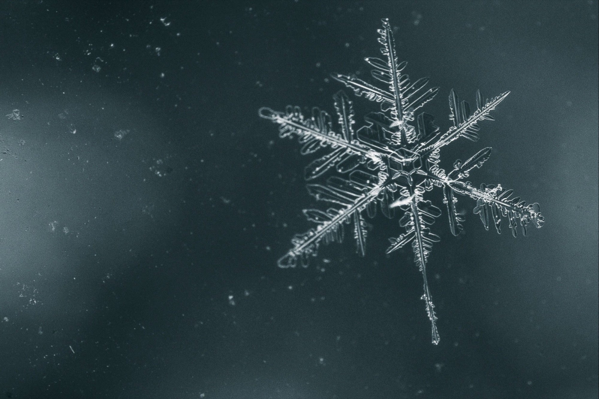 Why the 'Snowflake Test' is a Big, Big Hiring Mistake (and What to Do ...