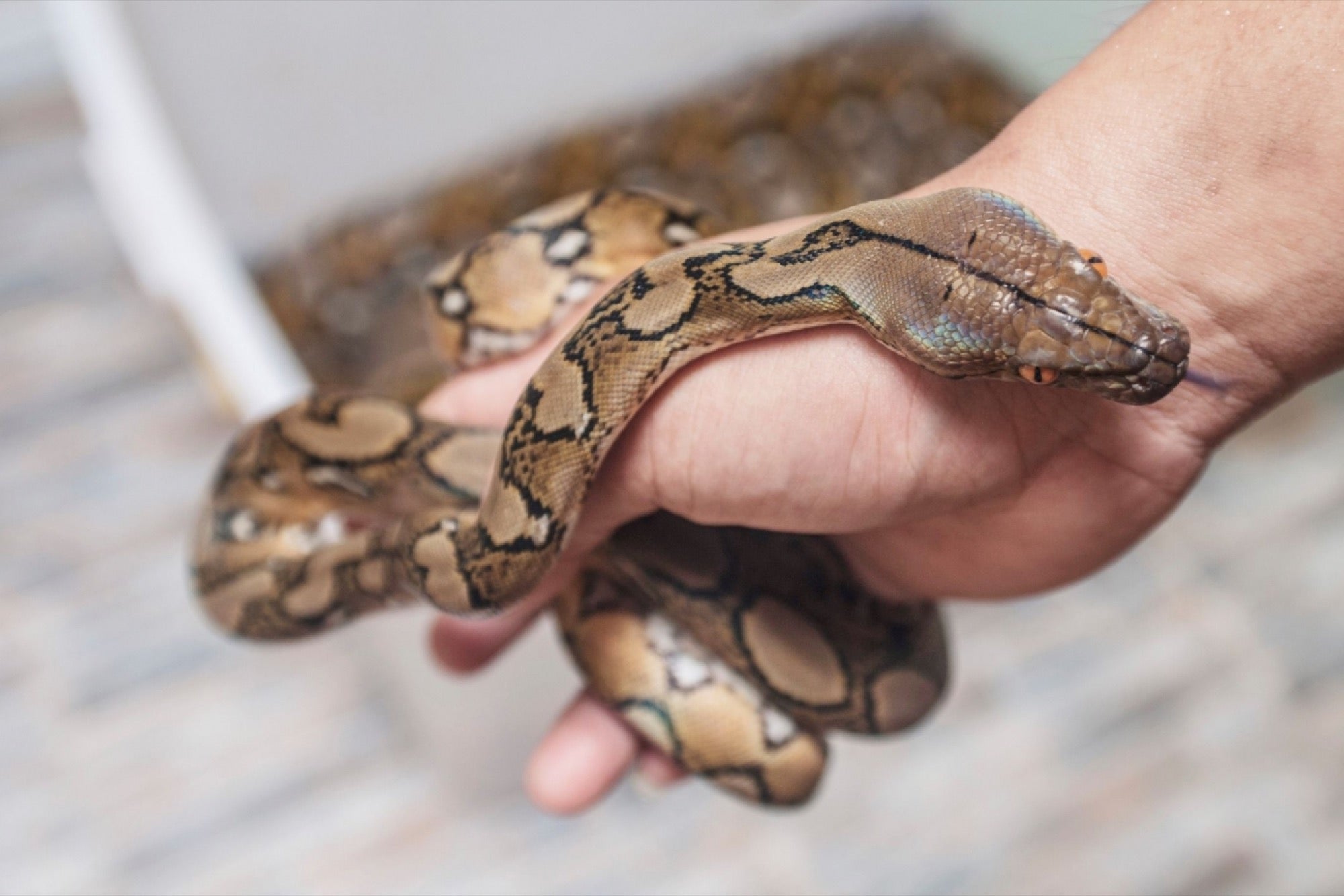 Watch This Woman Calmly Capture a Wild Python at Her Office