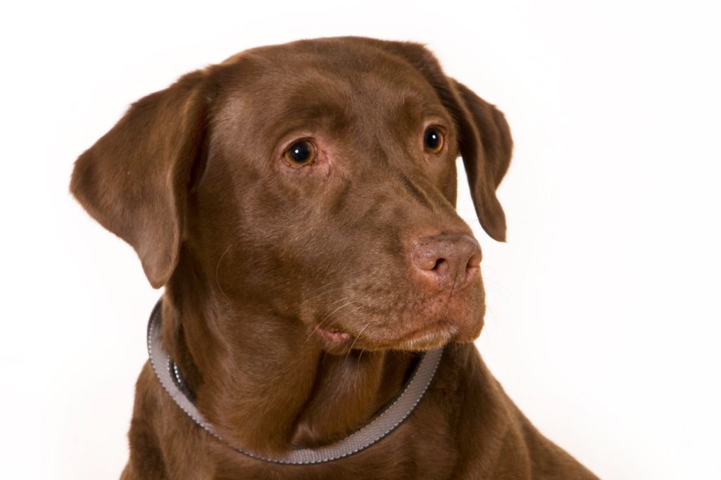 Austin-Based Labrador Retriever Pays the Rent By Being Cute