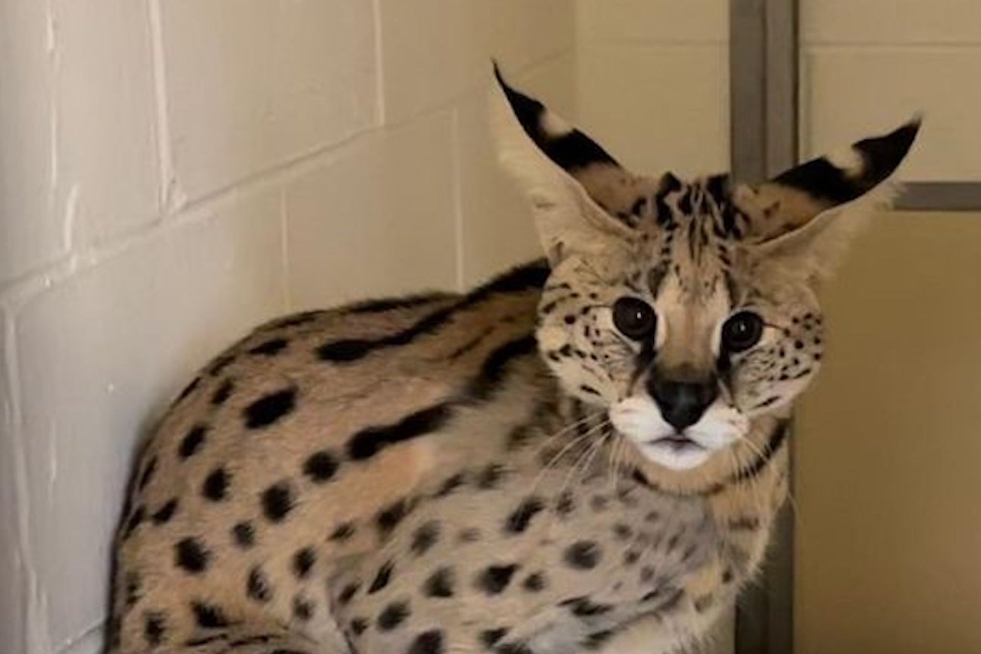 The 'Cocaine Cat' Is Recovering at Cincinnati Zoo