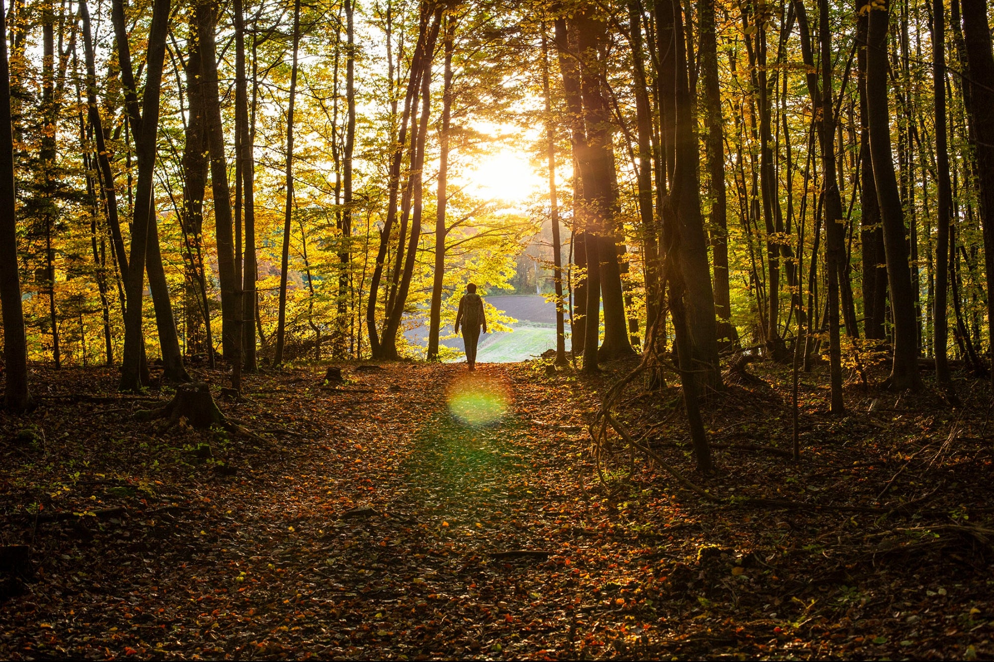 The Science Behind Forest Bathing's Productivity Benefits